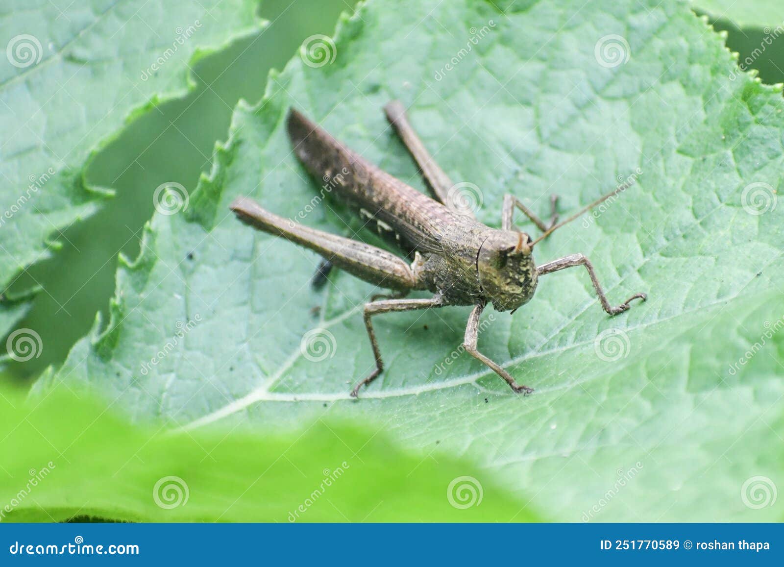 Grasshopperinsects Caelifera Stock Photos - Free & Royalty-Free Stock ...