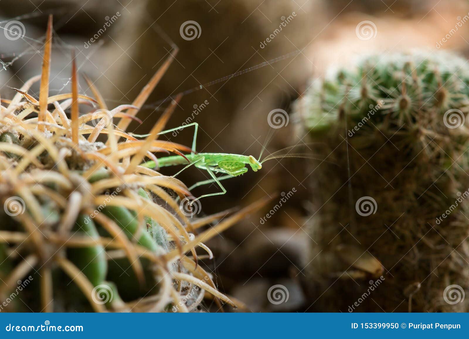 Grasshoppers on the Cactus with Spikes To Hide Danger Stock Photo ...