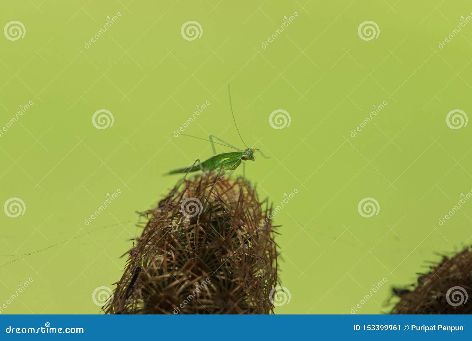 Grasshoppers on the Cactus with Spikes To Hide Danger Stock Image ...