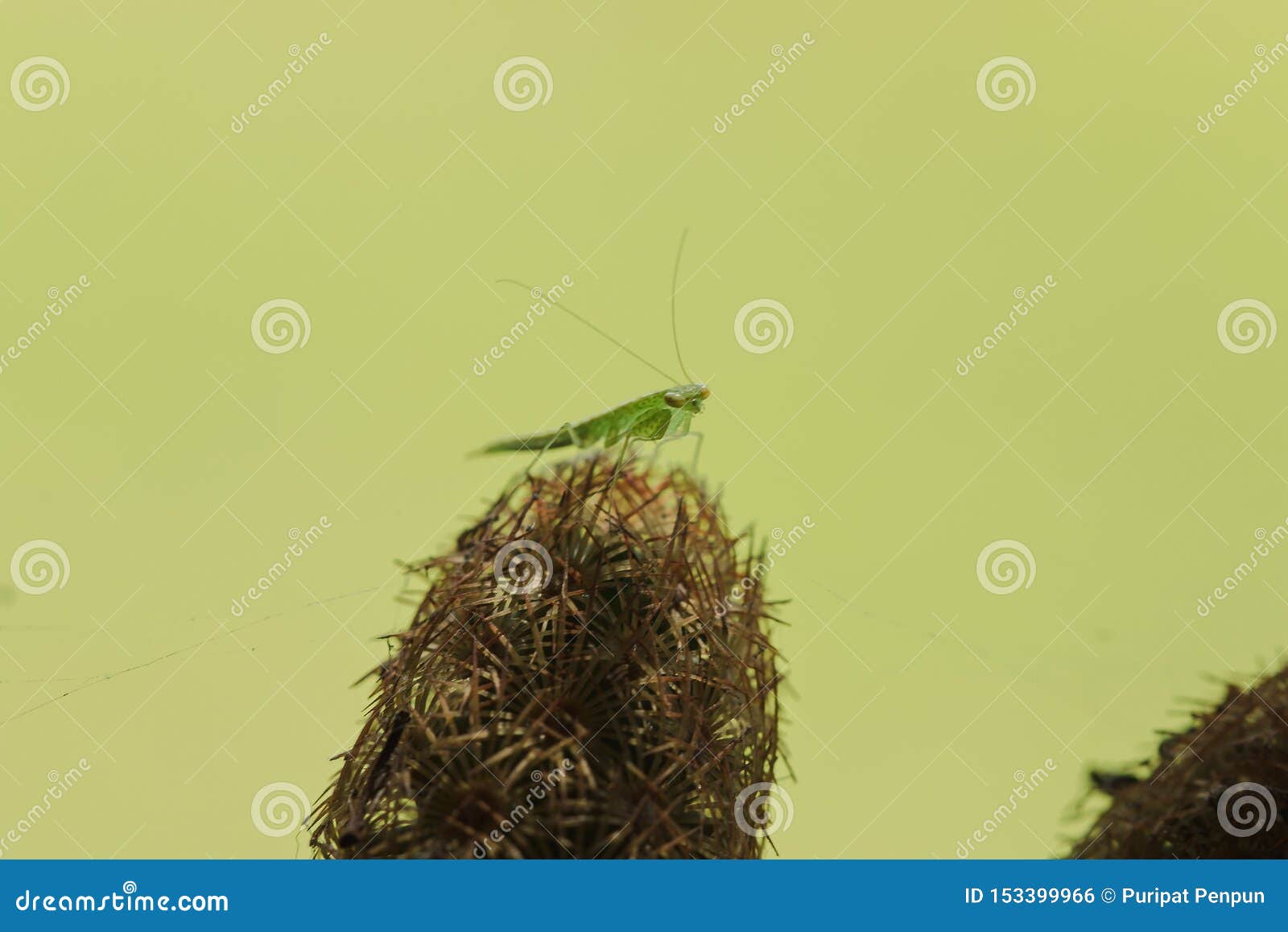 Grasshoppers on the Cactus with Spikes To Hide Danger Stock Photo ...