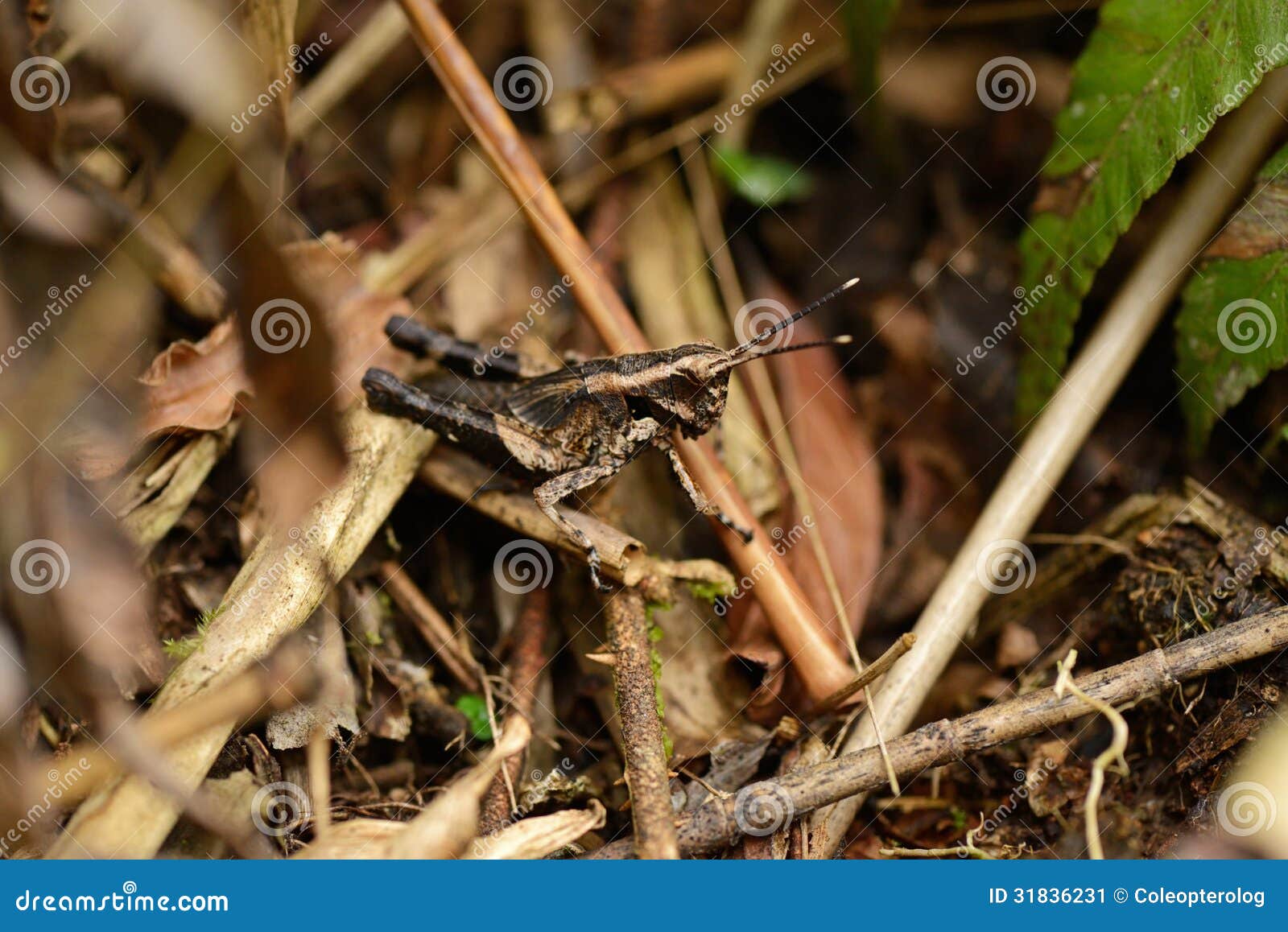 Grasshoppers in camouflage stock image. Image of wildlife - 31836231