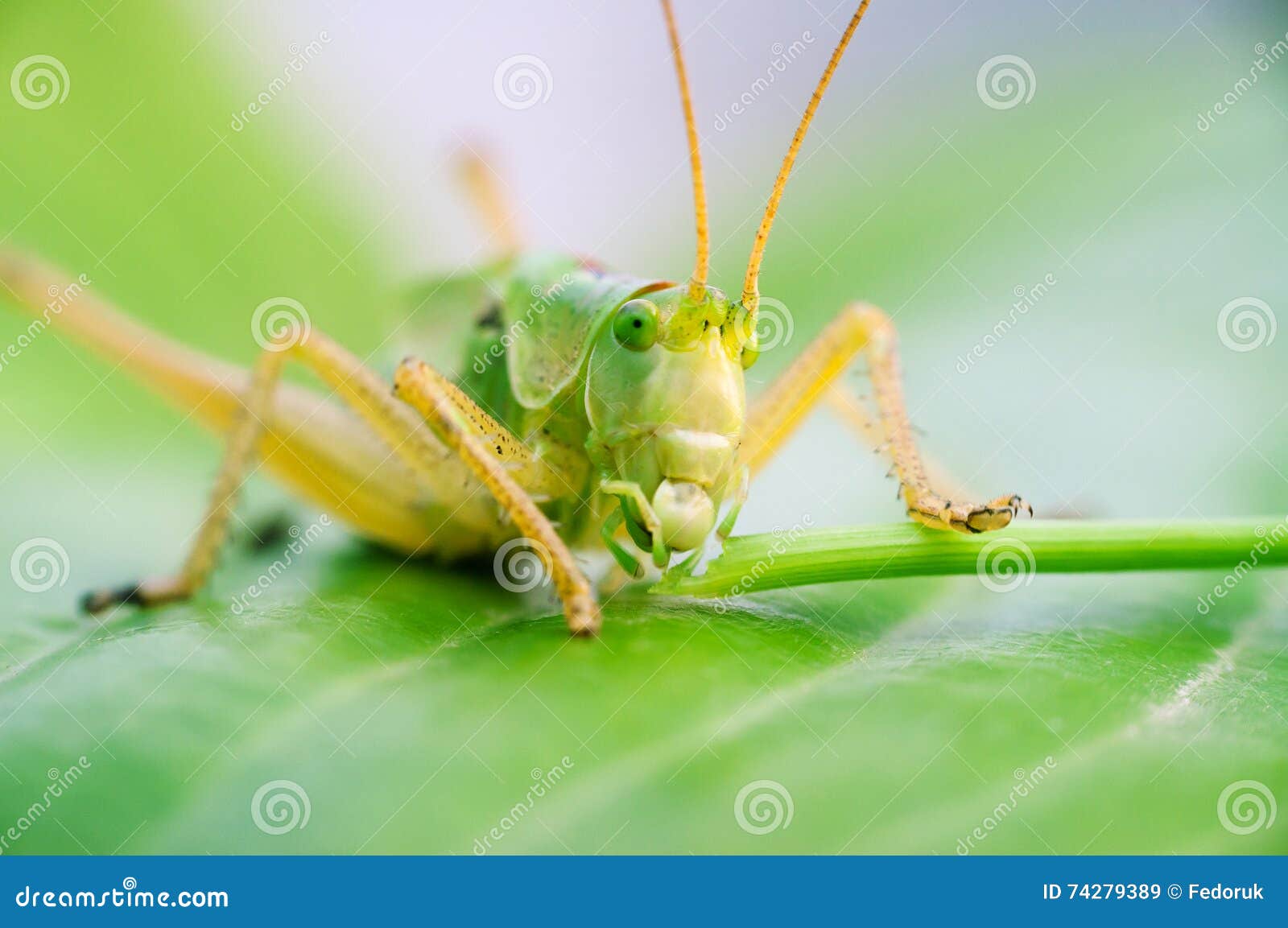 Grasshoppers Eating on a Green Leaf Closeup Stock Image - Image of ...