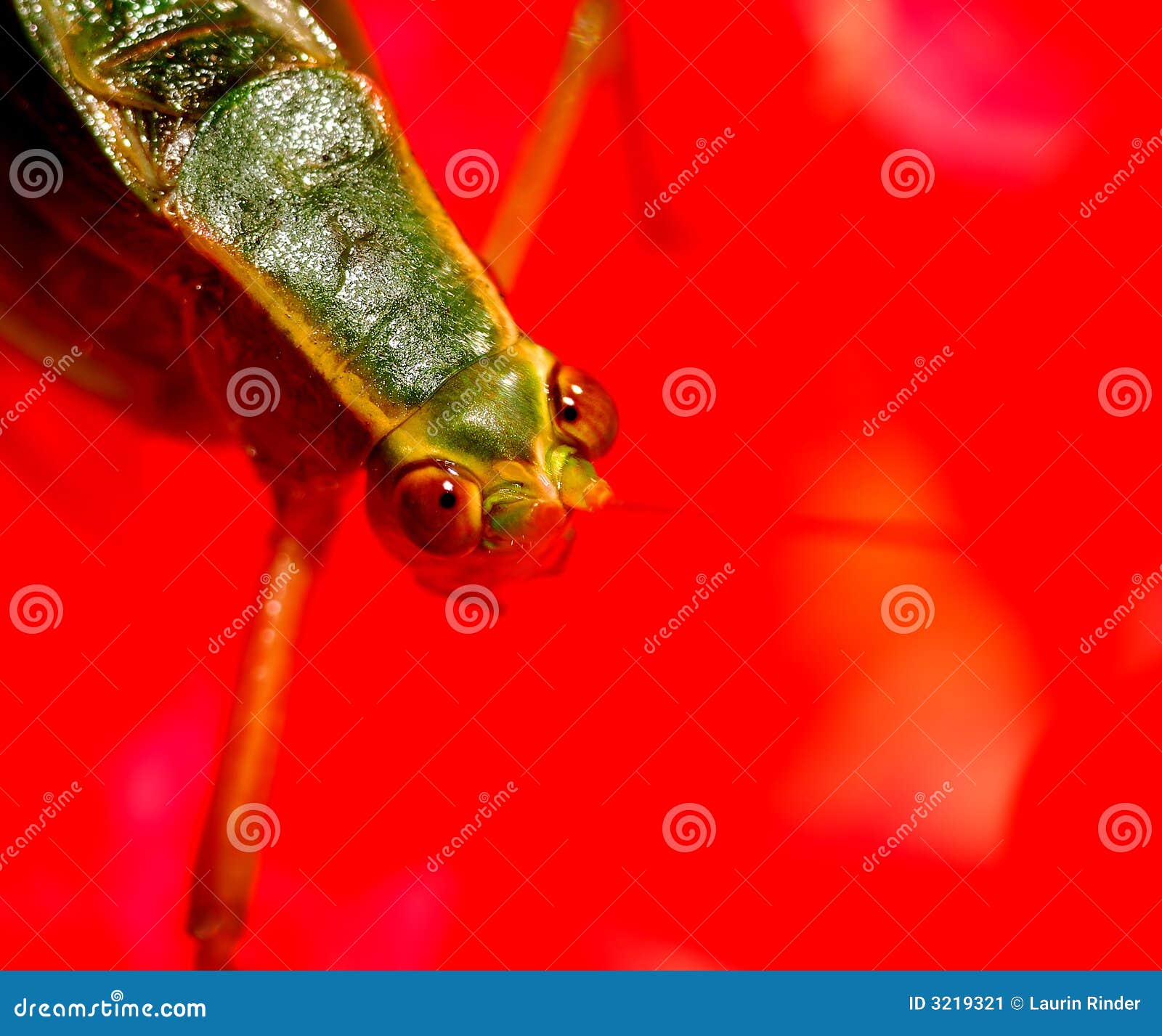 Grasshoppers Eyes Picture. Image: 3219321