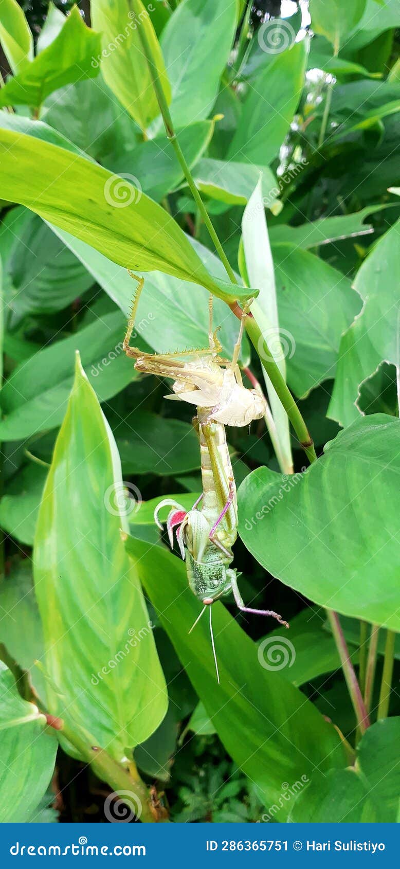 Grasshoppers go through skin changes Stock Image - Image of ...