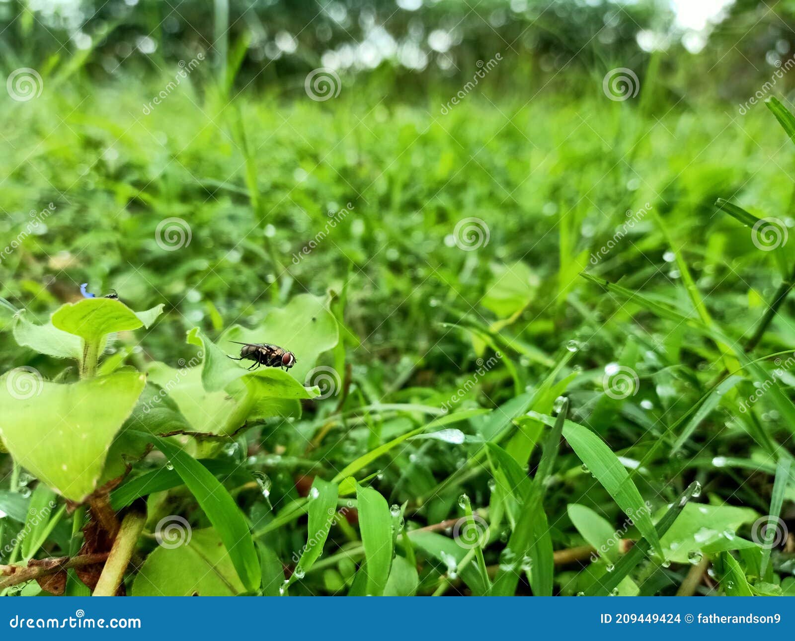 Flys on the Grass from the Rain Stock Photo - Image of nature, herb ...