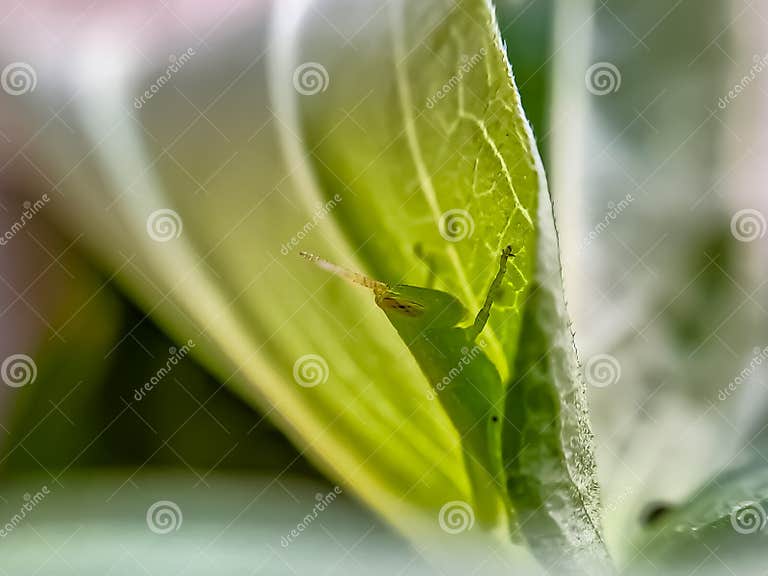 Grasshoppers Are A Group Of Insects Belonging To The Suborder Caelifera Perched Stock Image
