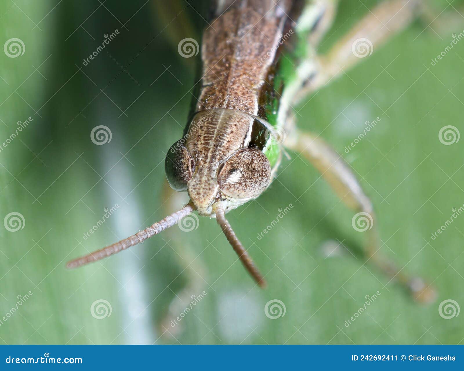 Grasshoppers are a Group of Insects Front Facing Stock Image - Image of ...