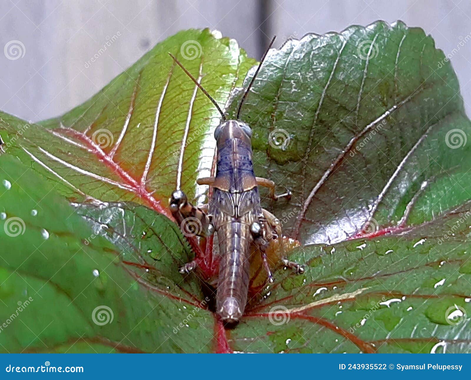 Grasshoppers are Herbivores of the Suborder Caelifera in the Order ...