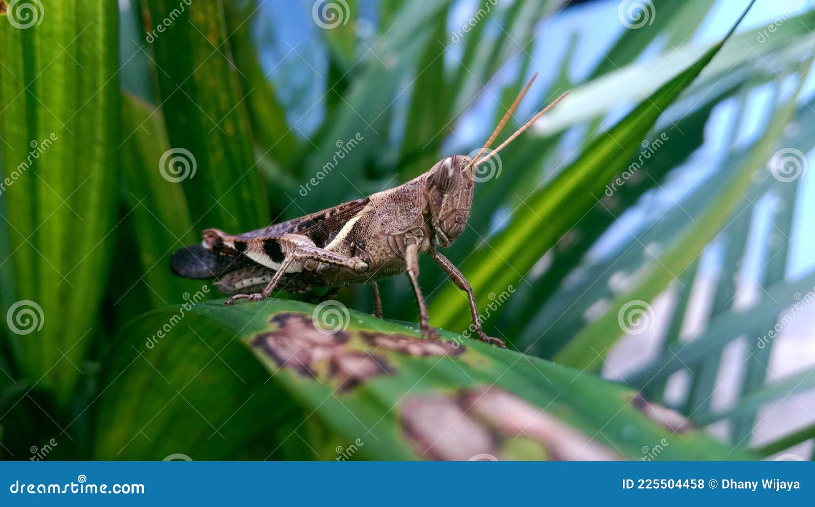 Grasshoppers are Herbivorous Insects of the Suborder Caelifera Stock ...
