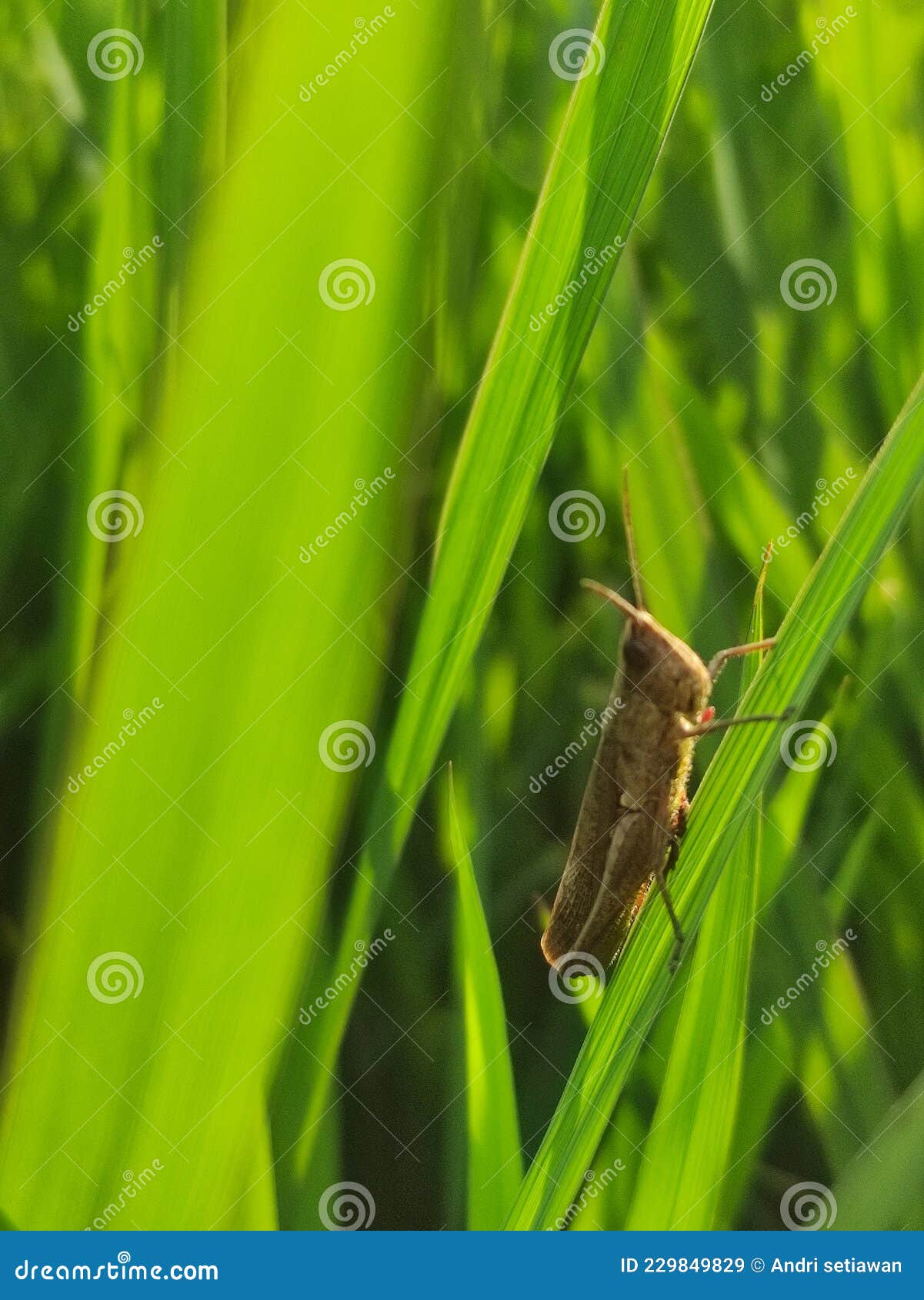 Grasshoppers are Herbivorous Insects of the Suborder Caelifera in the ...