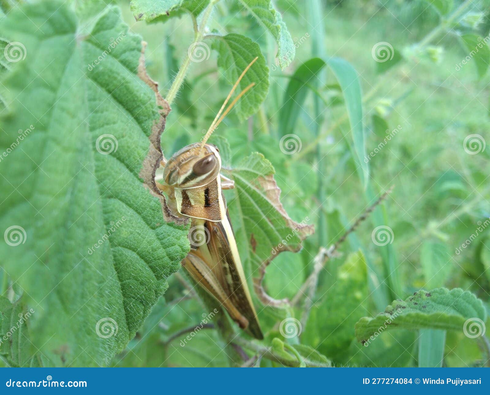 Grasshoppers are Herbivorous Insects from the Suborder Caelifera in the ...