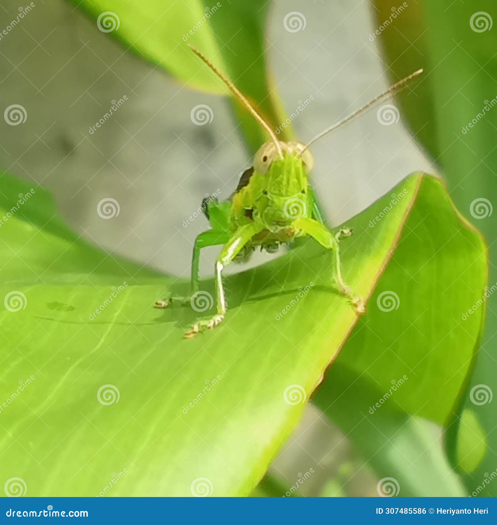 Grasshoppers are Herbivorous Insects from the Suborder Caelifera the ...