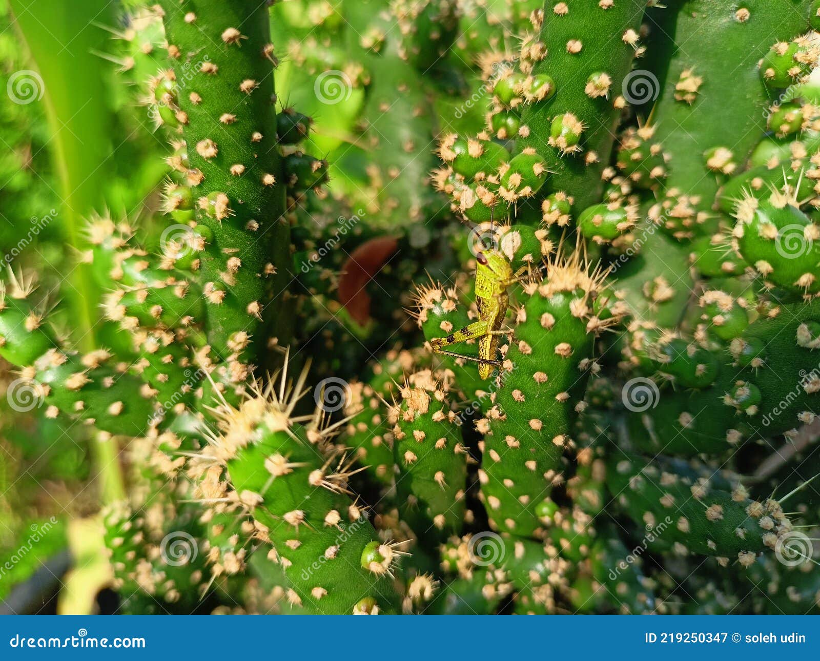 Grasshoppers Hiding Behind a Cactus Tree Stock Image - Image of garden ...
