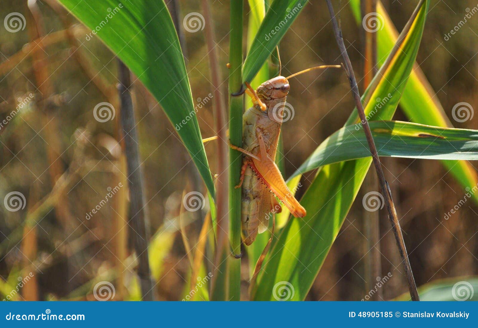 Grasshoppers stock image. Image of grass, grasshoppers - 48905185