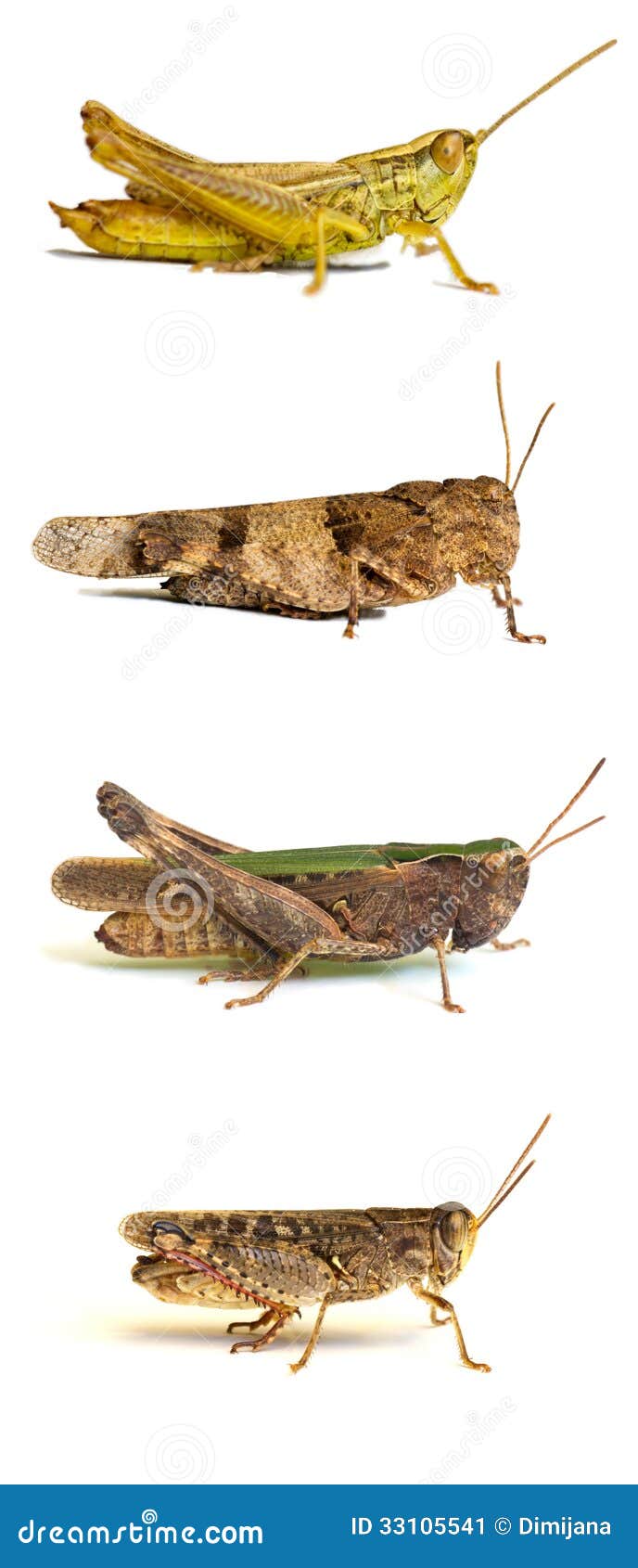 Grasshoppers Isolated On White Stock Image - Image: 33105541