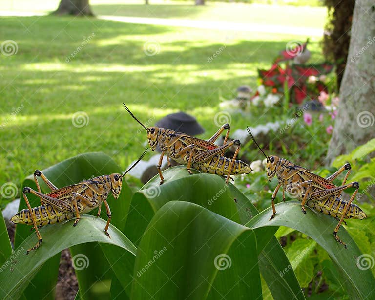 Grasshoppers large 3 stock image. Image of feelers, lubber - 14997365