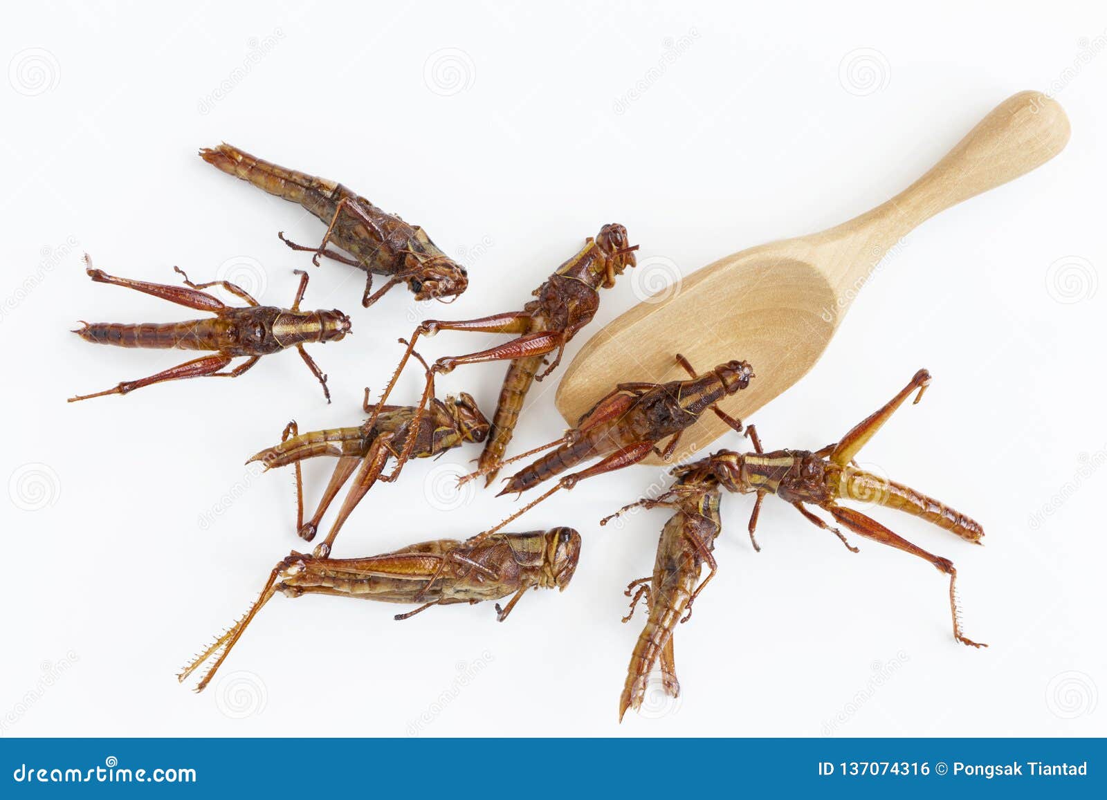 Grasshoppers or Locust on the White Table. the Concept of Protein Food ...