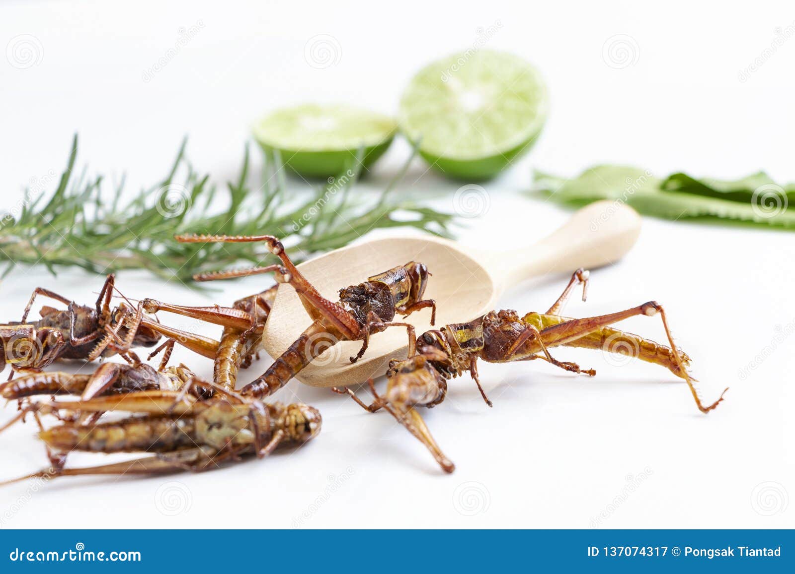 Grasshoppers or Locust on the White Table. the Concept of Protein Food ...
