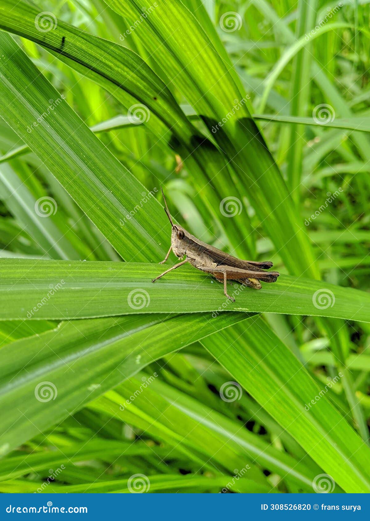 Grasshoppers Look for Food in the Grass Stock Photo - Image of food ...