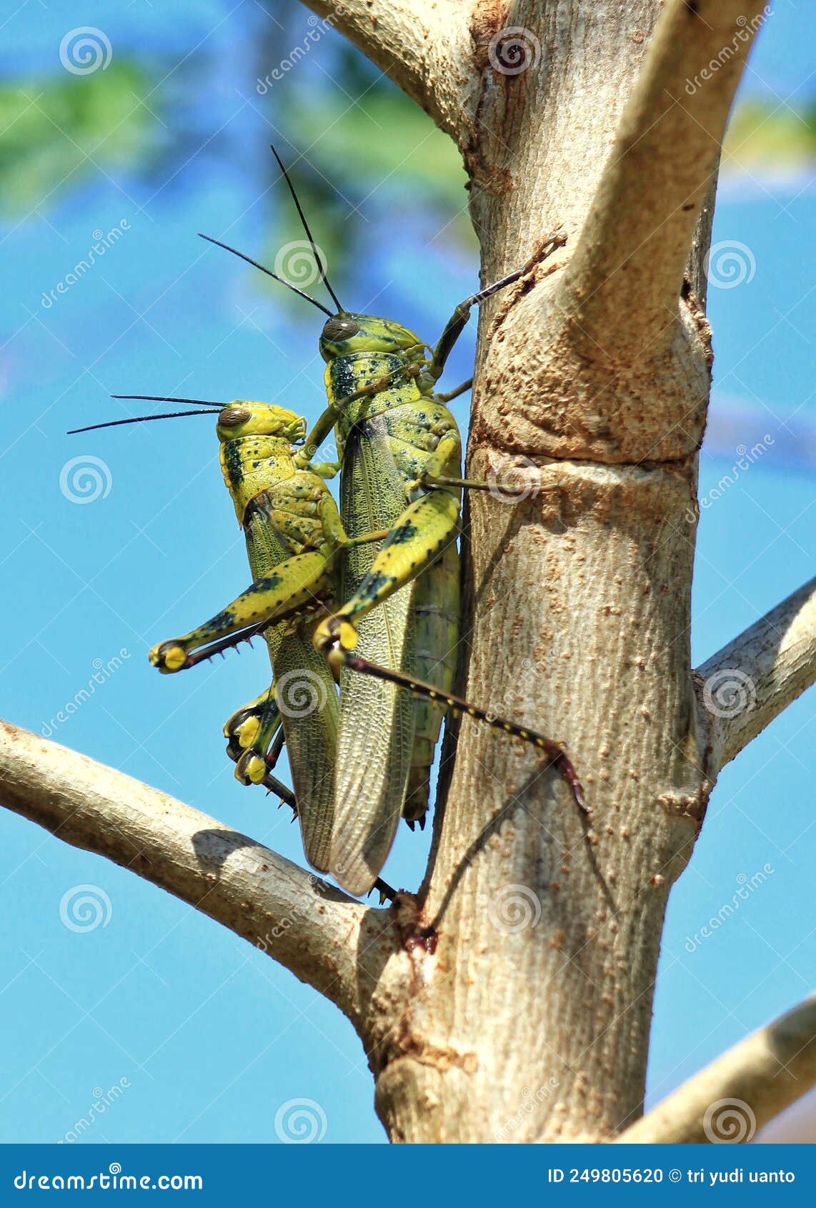 Grasshoppers are mating 3 stock photo. Image of bird - 249805620