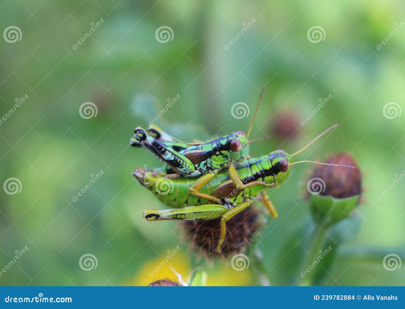 Grasshoppers during mating stock photo. Image of generation - 239782884