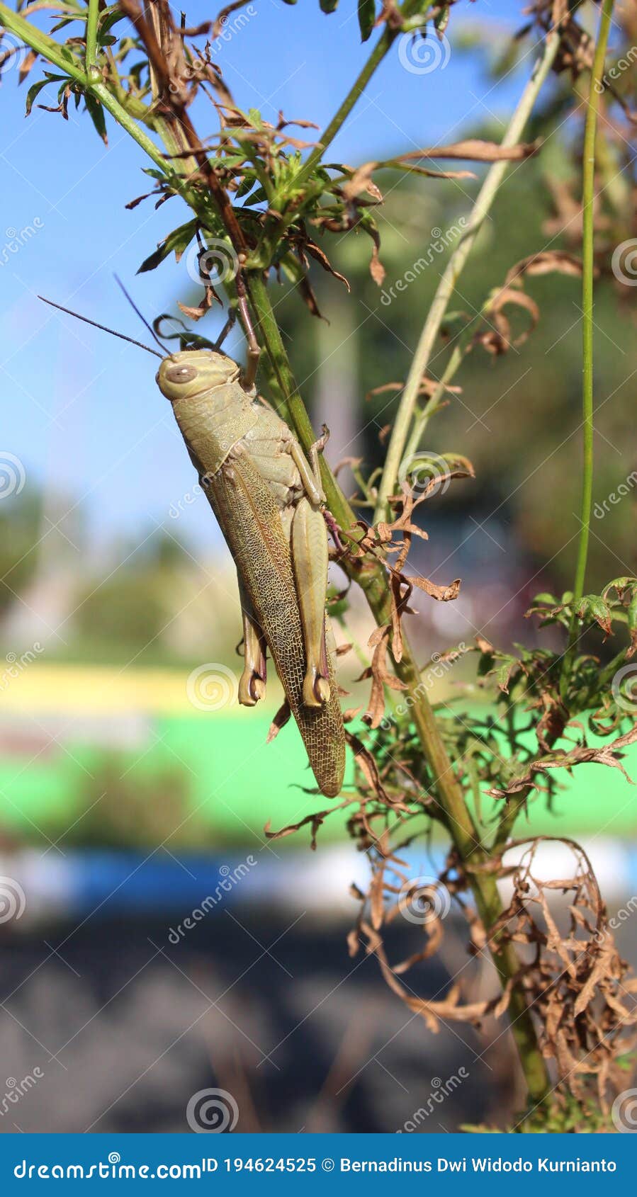 Grasshoppers Perched on the Plants Stock Image - Image of closeup, hold ...
