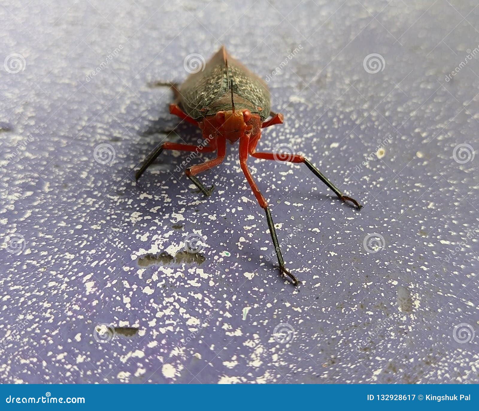 Grasshoppers stock image. Image of grasshoppers, hopper - 132928617