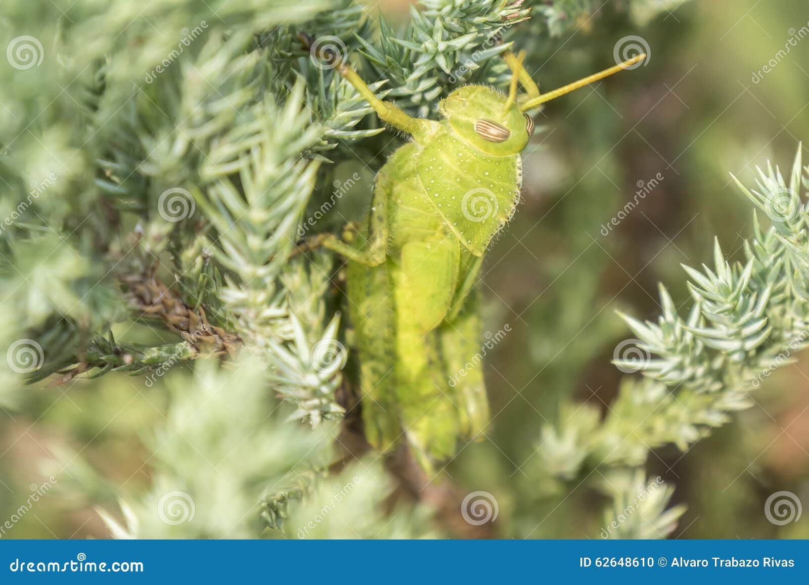Grasshoppers Remaining in a Plant, Acrididae Stock Photo - Image of ...