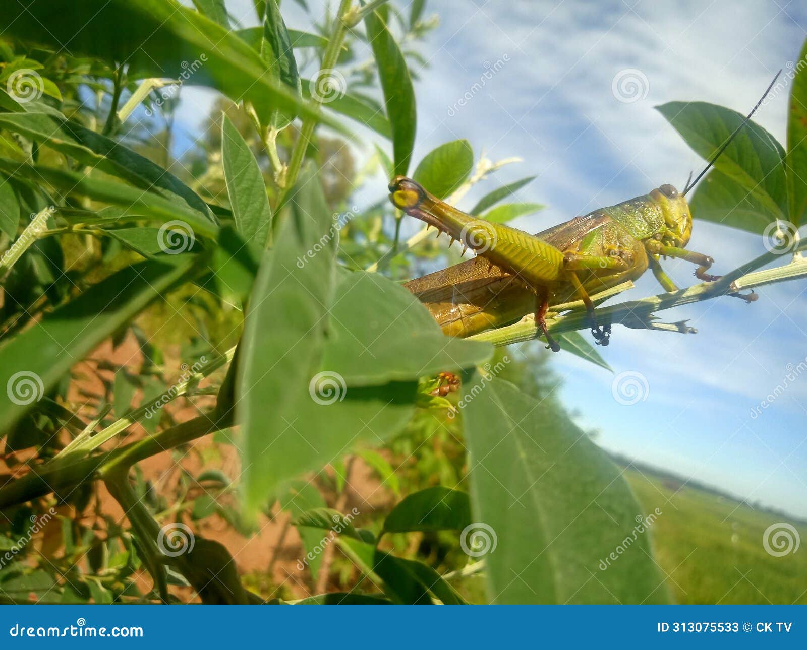 Grasshoppers on Tree Branches Stock Image - Image of tree, grasshoppers ...