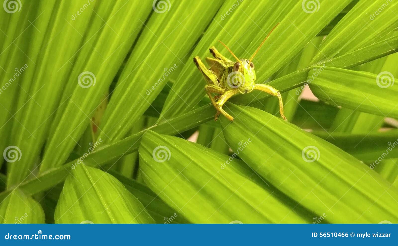 Grasshopping pt. 2 stock photo. Image of grasshopping - 56510466