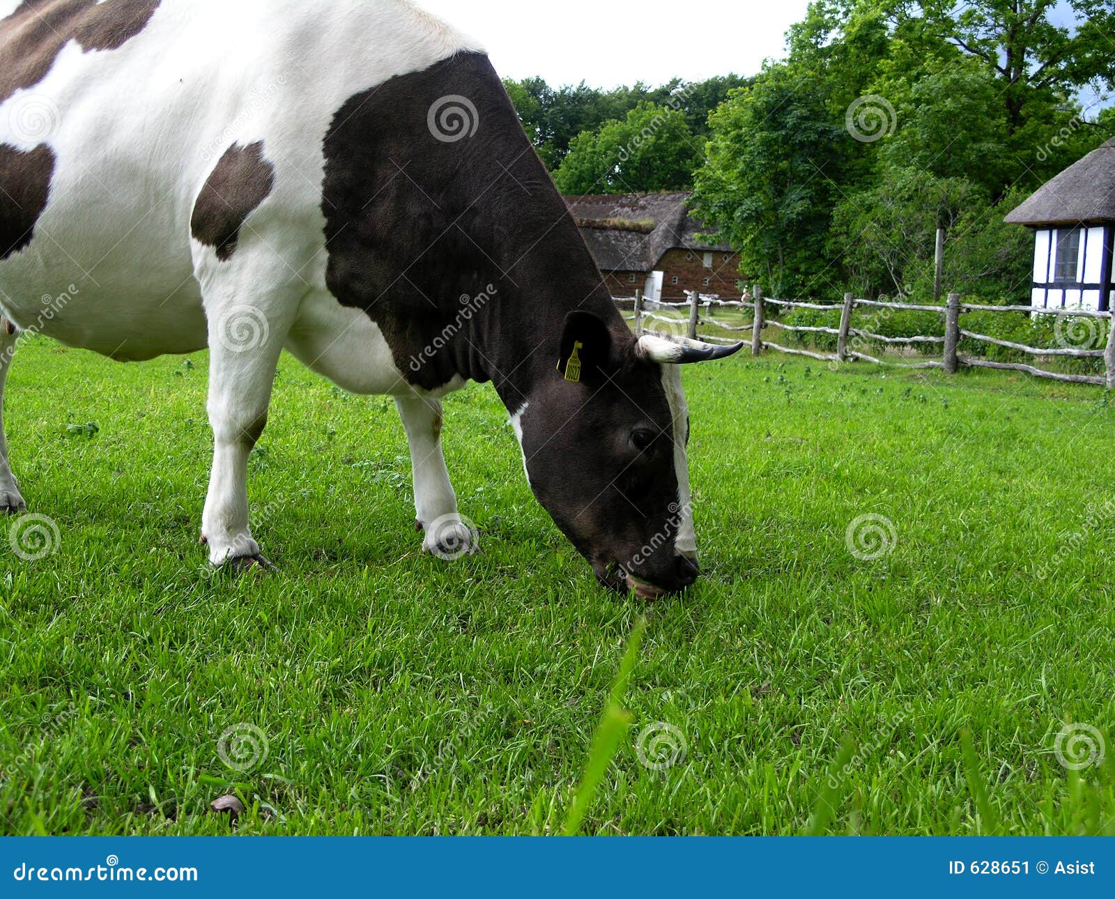 Grassing cow stock image. Image of grassing, hede, denmark - 628651