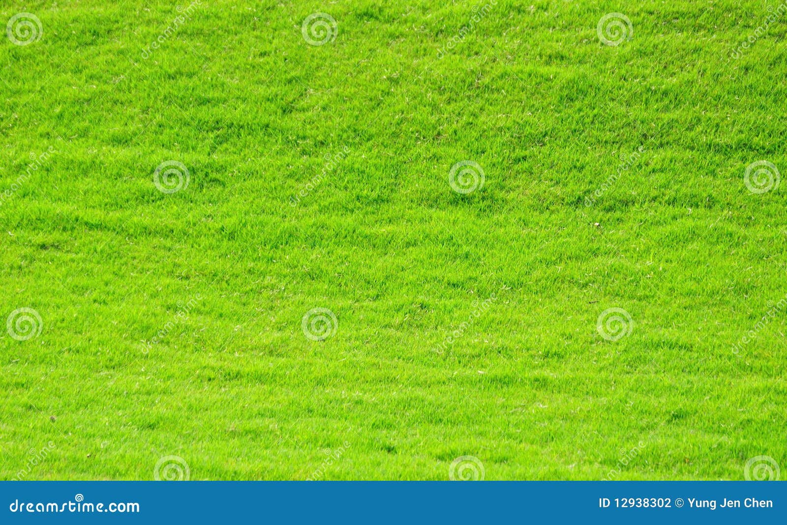 Grassland stock photo. Image of grass, color, landscape - 12938302