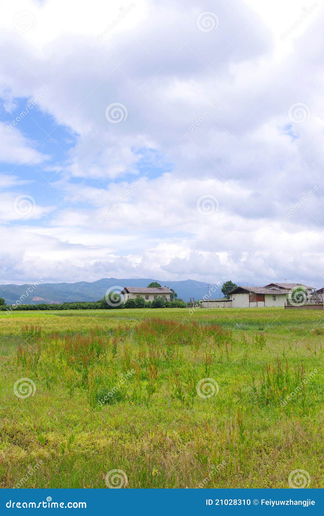 Grassland stock photo. Image of nature, vibrant, rural - 21028310