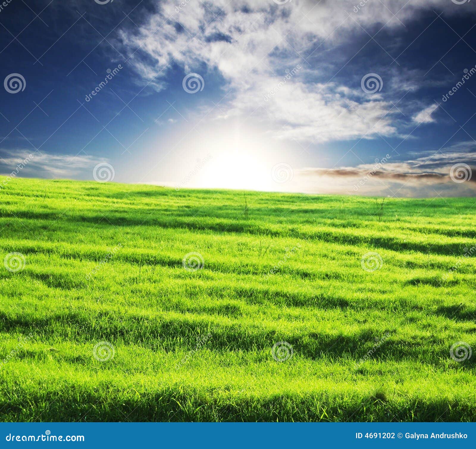 Grassland stock photo. Image of landscape, rural, daisy - 4691202