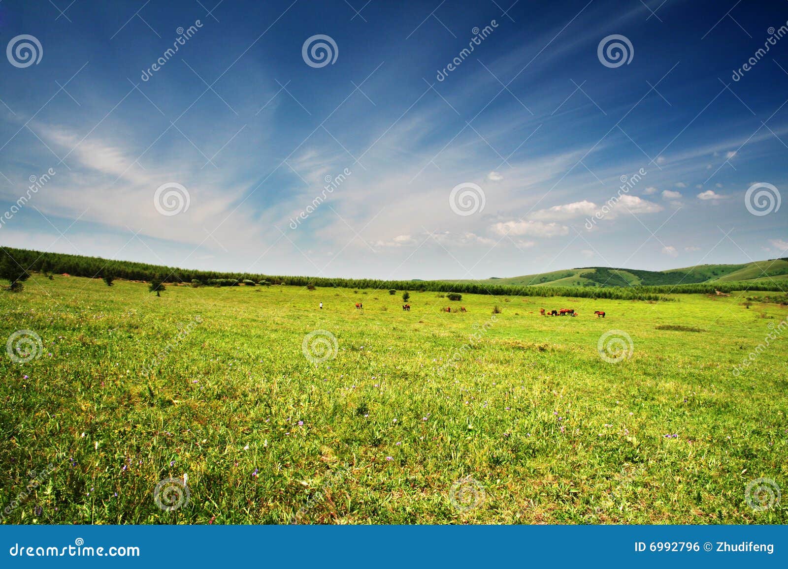 Grassland stock photo. Image of tree, landscapes, forests - 6992796