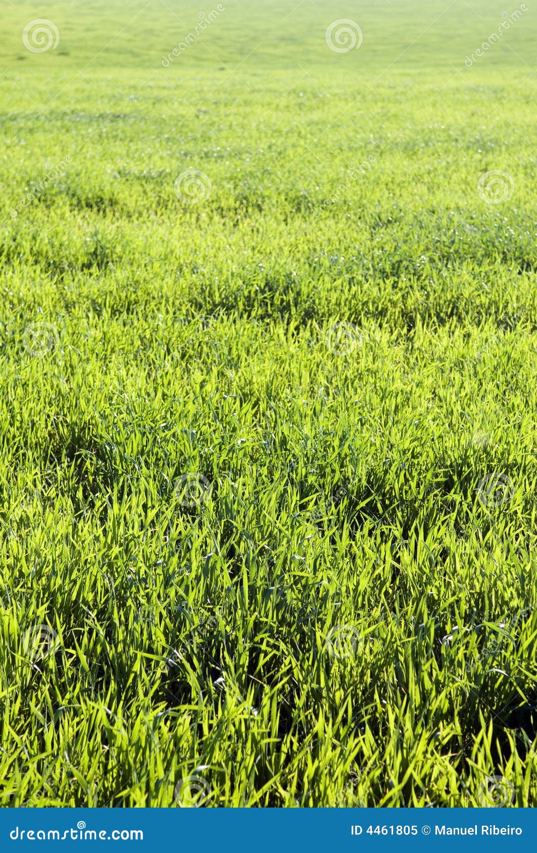 Grassland background stock image. Image of lawn, agriculture - 4461805