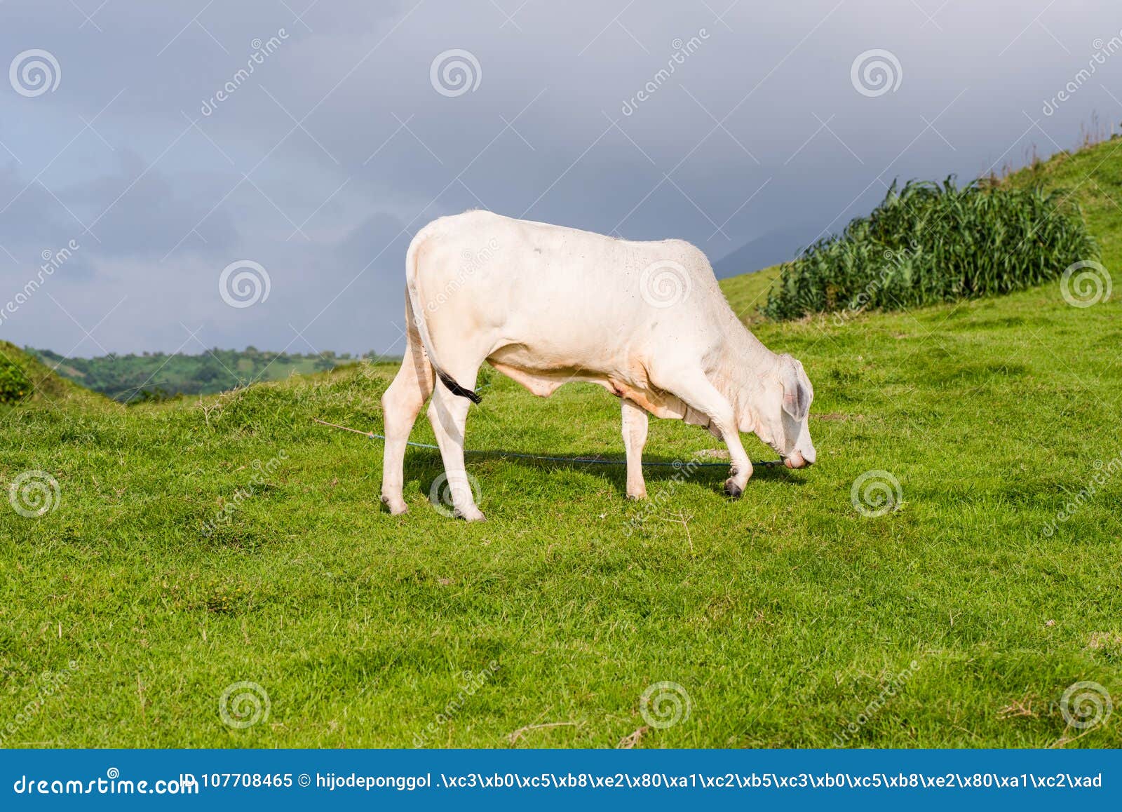 Grassland of Batanes, Philippines Stock Image - Image of beautiful ...