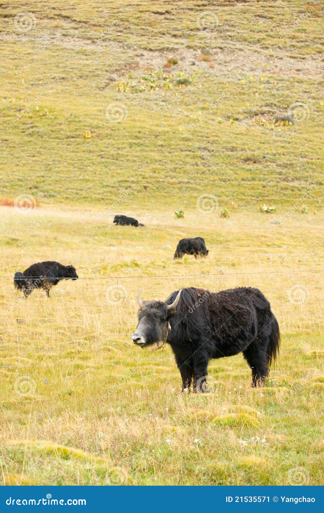 Grassland with black yark stock image. Image of mountains - 21535571