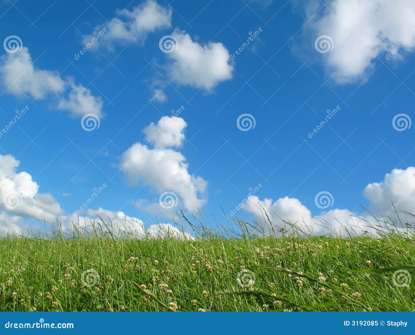 Grassland with blue sky stock image. Image of grass, relaxation - 3192085