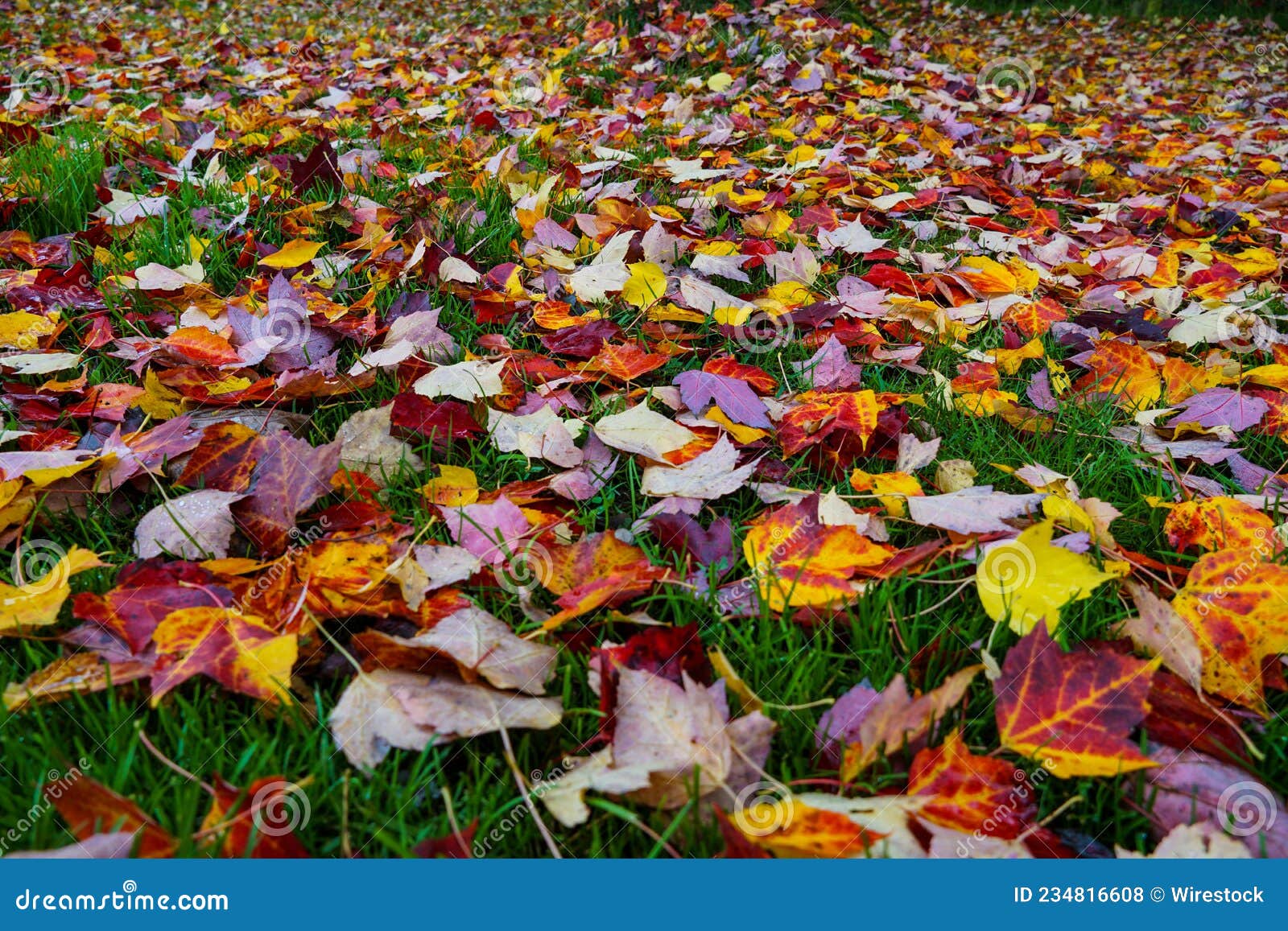 Grassland with Colorful Autumn Leaves Stock Photo - Image of autumn ...