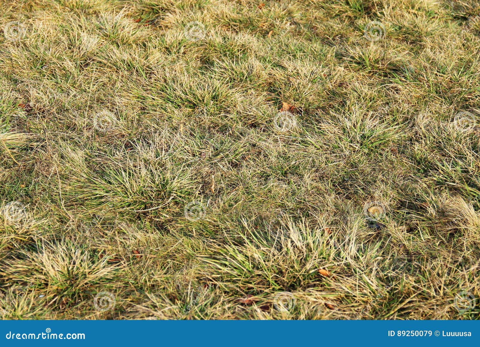 Prairie Grass Texture