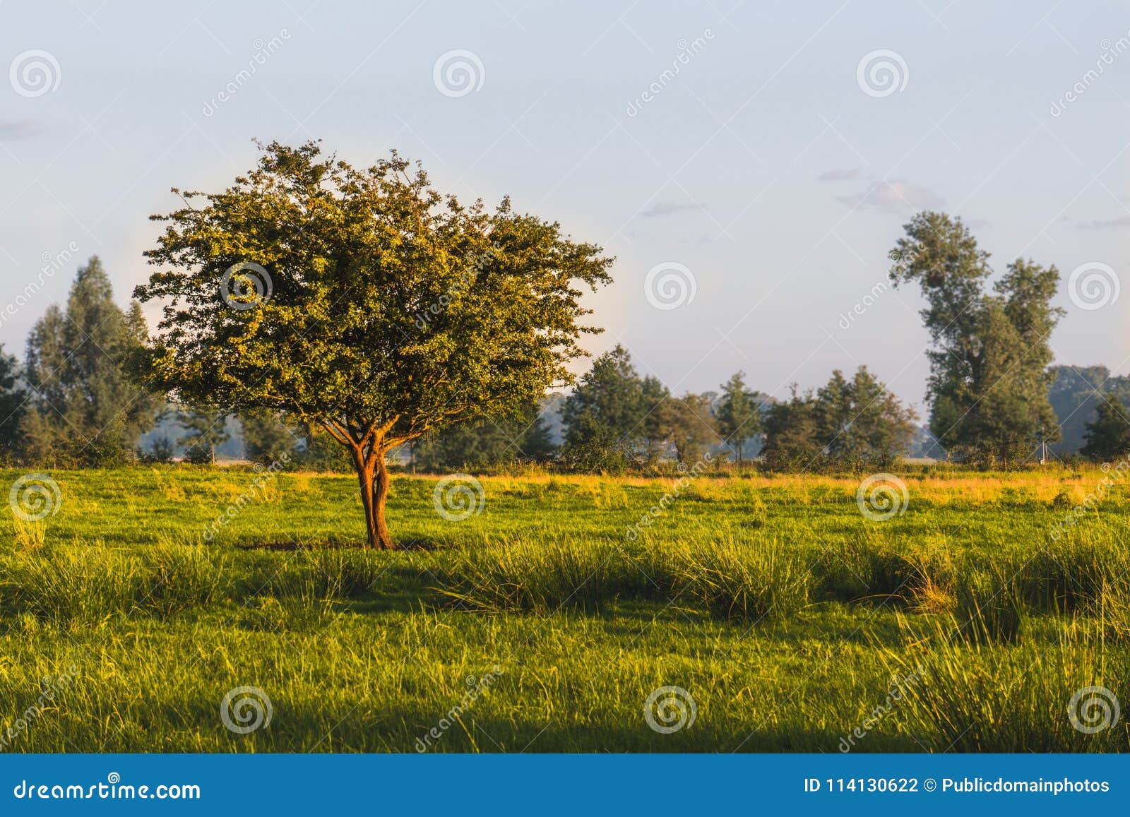 Grassland, Ecosystem, Field, Prairie Picture. Image: 114130622