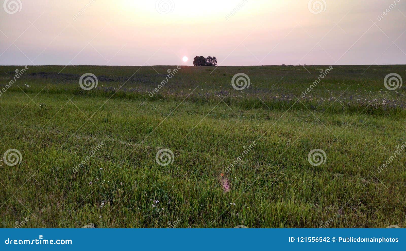 Grassland, Ecosystem, Prairie, Field Picture. Image: 121556542