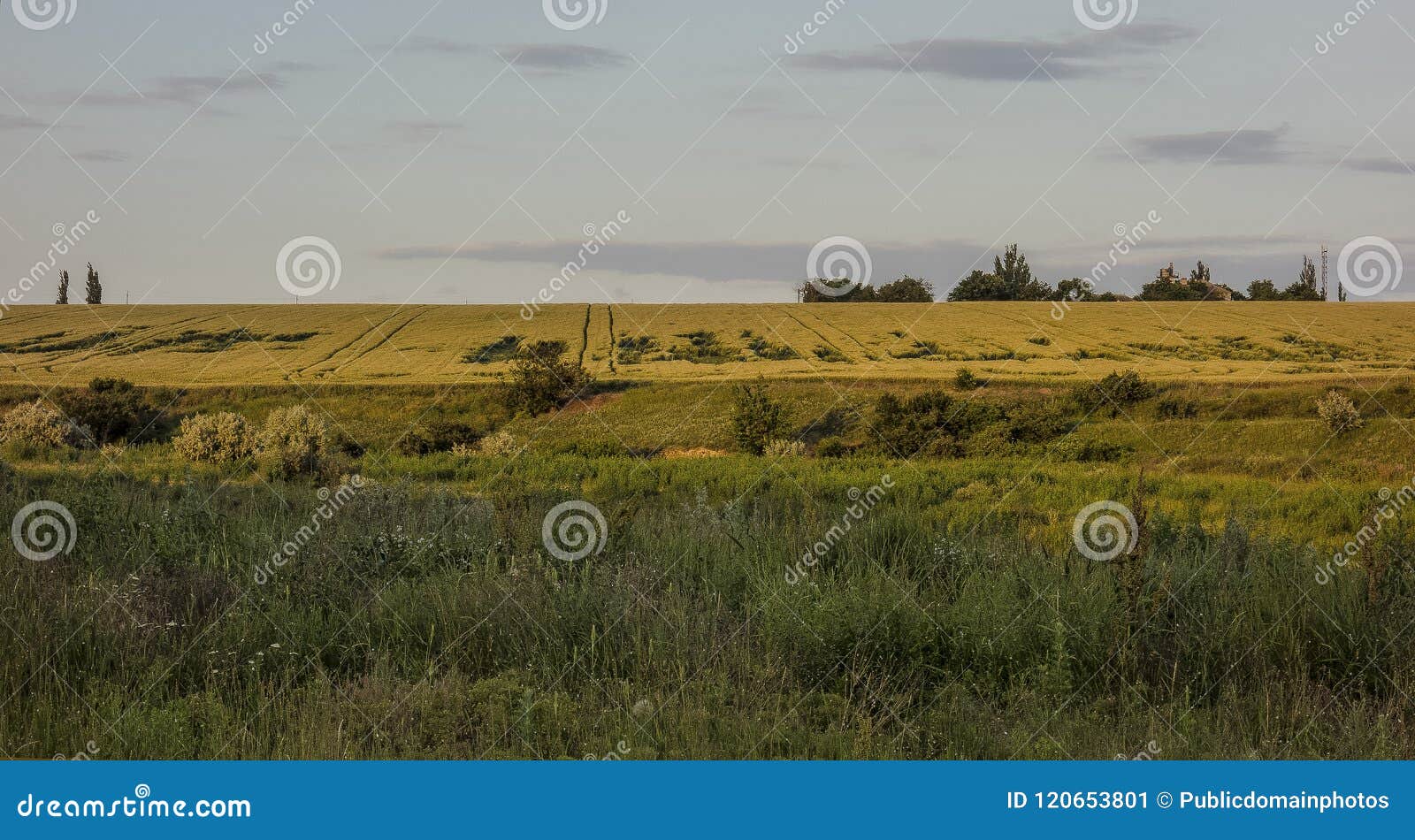 Grassland, Ecosystem, Prairie, Plain Picture. Image: 120653801