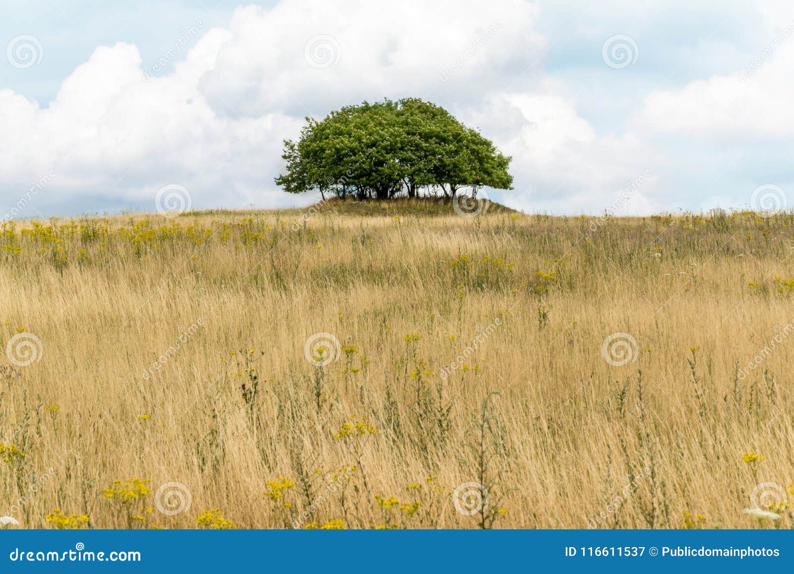 Grassland, Ecosystem, Prairie, Vegetation Picture. Image: 116611537