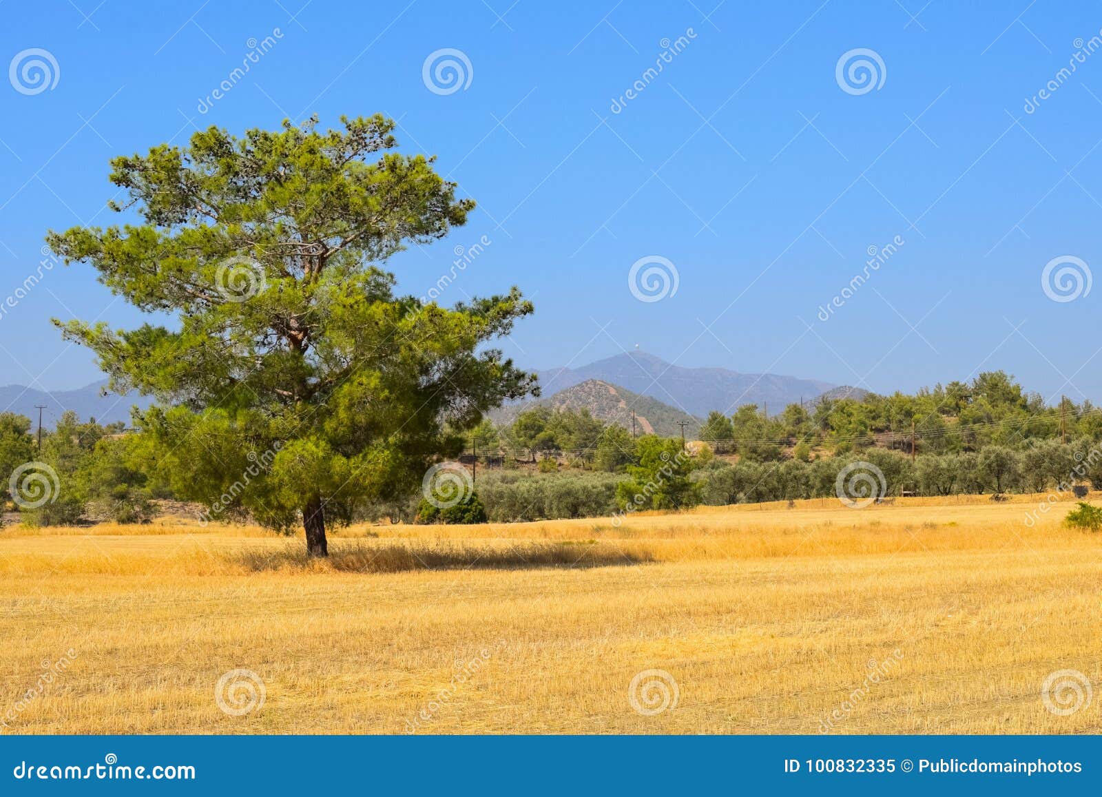 Free Public Domain CC0 Image: Grassland, Ecosystem, Savanna, Field ...