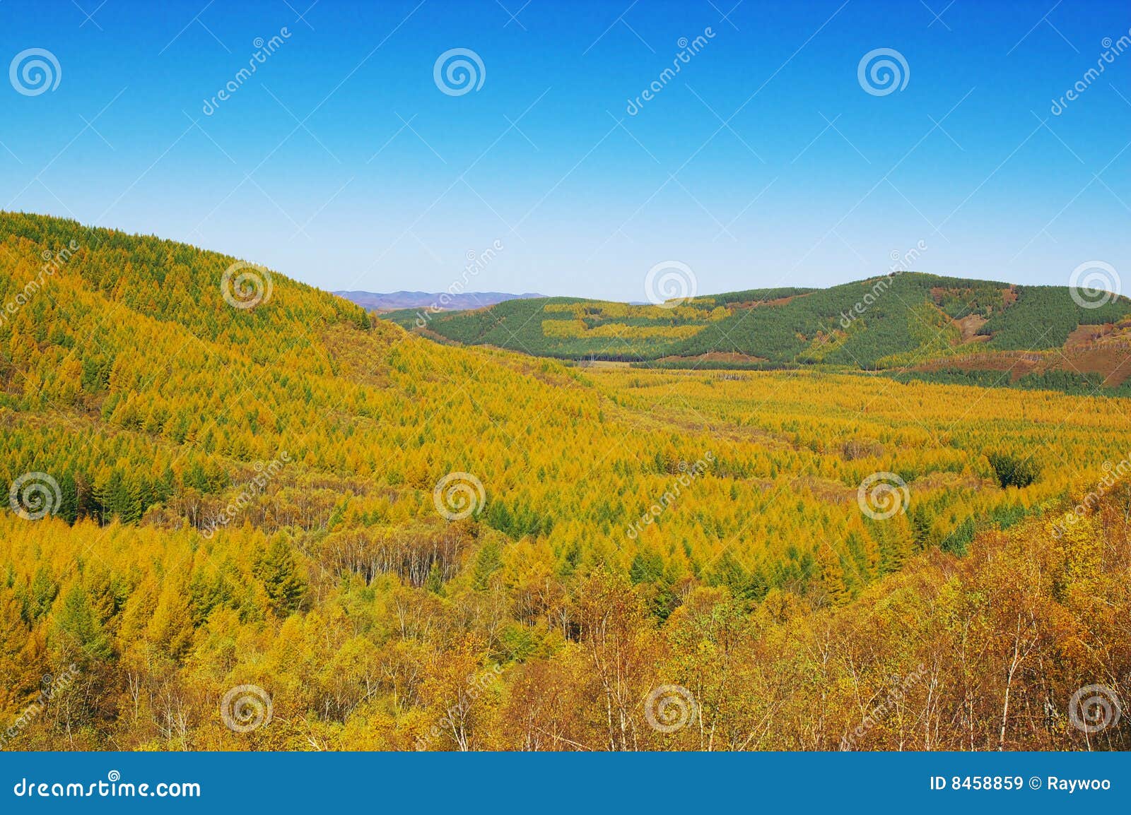 Grassland in the fall stock image. Image of bashang, outdoor - 8458859