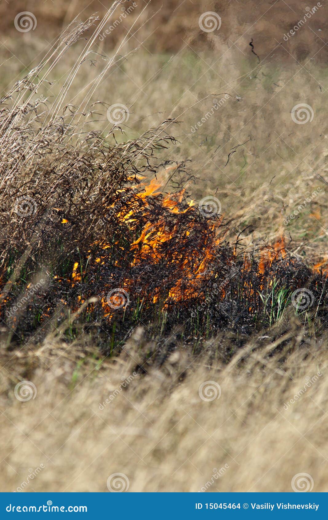 Grassland fire stock photo. Image of nature, meadow, burn - 15045464