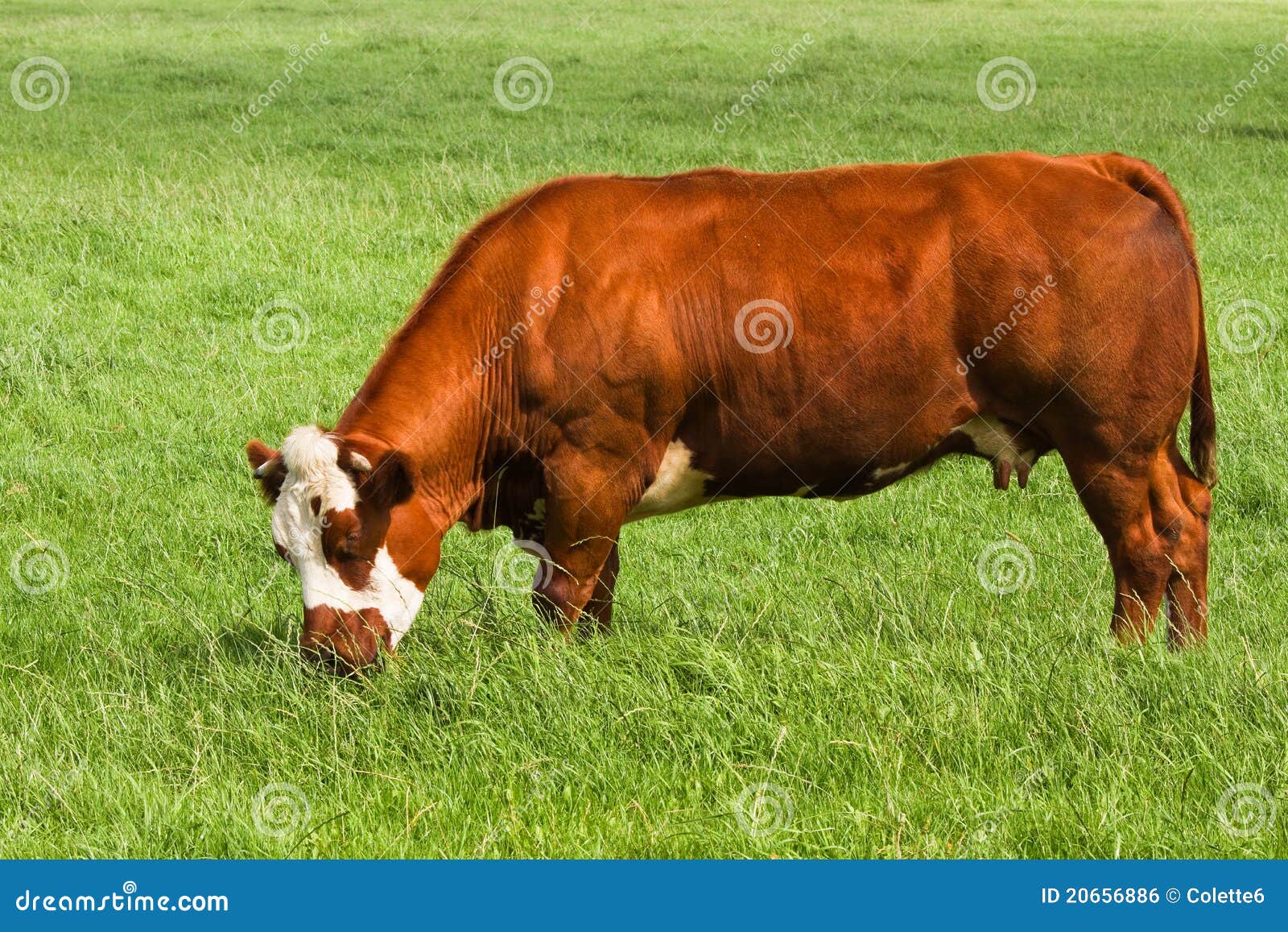 Grassland with Grazing Meat Cow Stock Photo - Image of farm, livestock ...