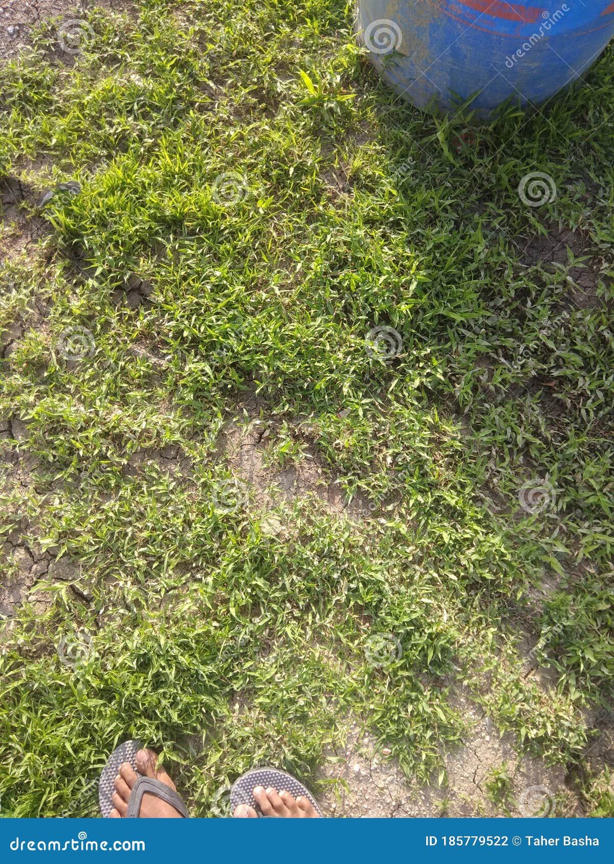 Grassland Green in Two Legs Blue Object Stock Photo - Image of legs ...
